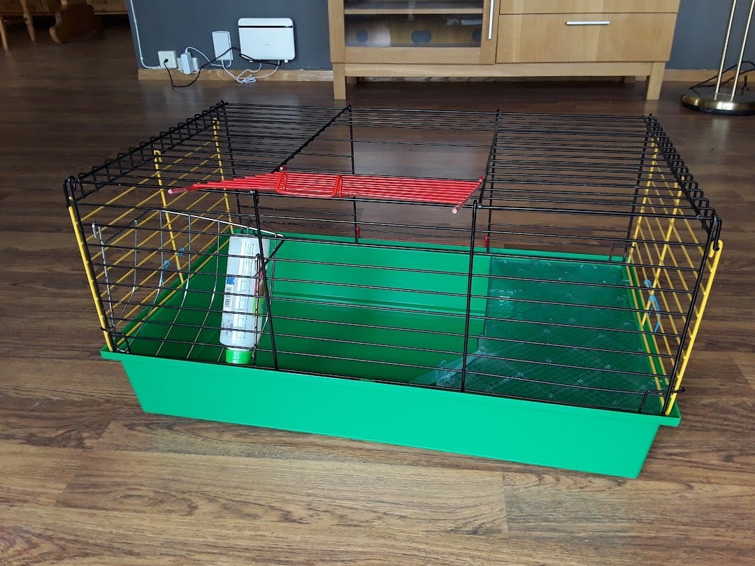 Marsvin/hamster bur selges | FINN-torget