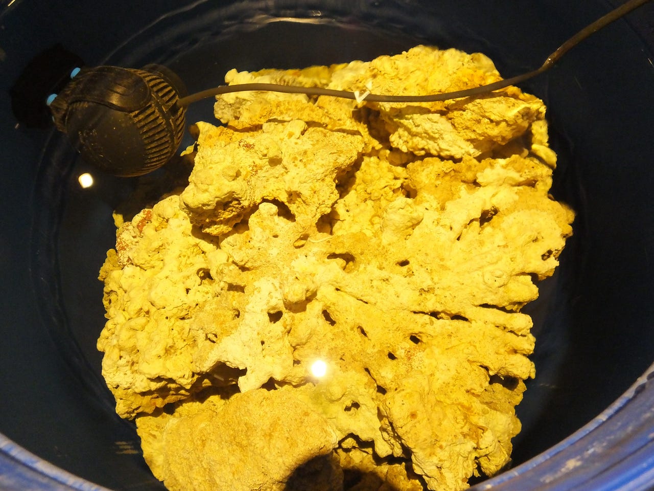 Levende stein (LS) | FINN-torget