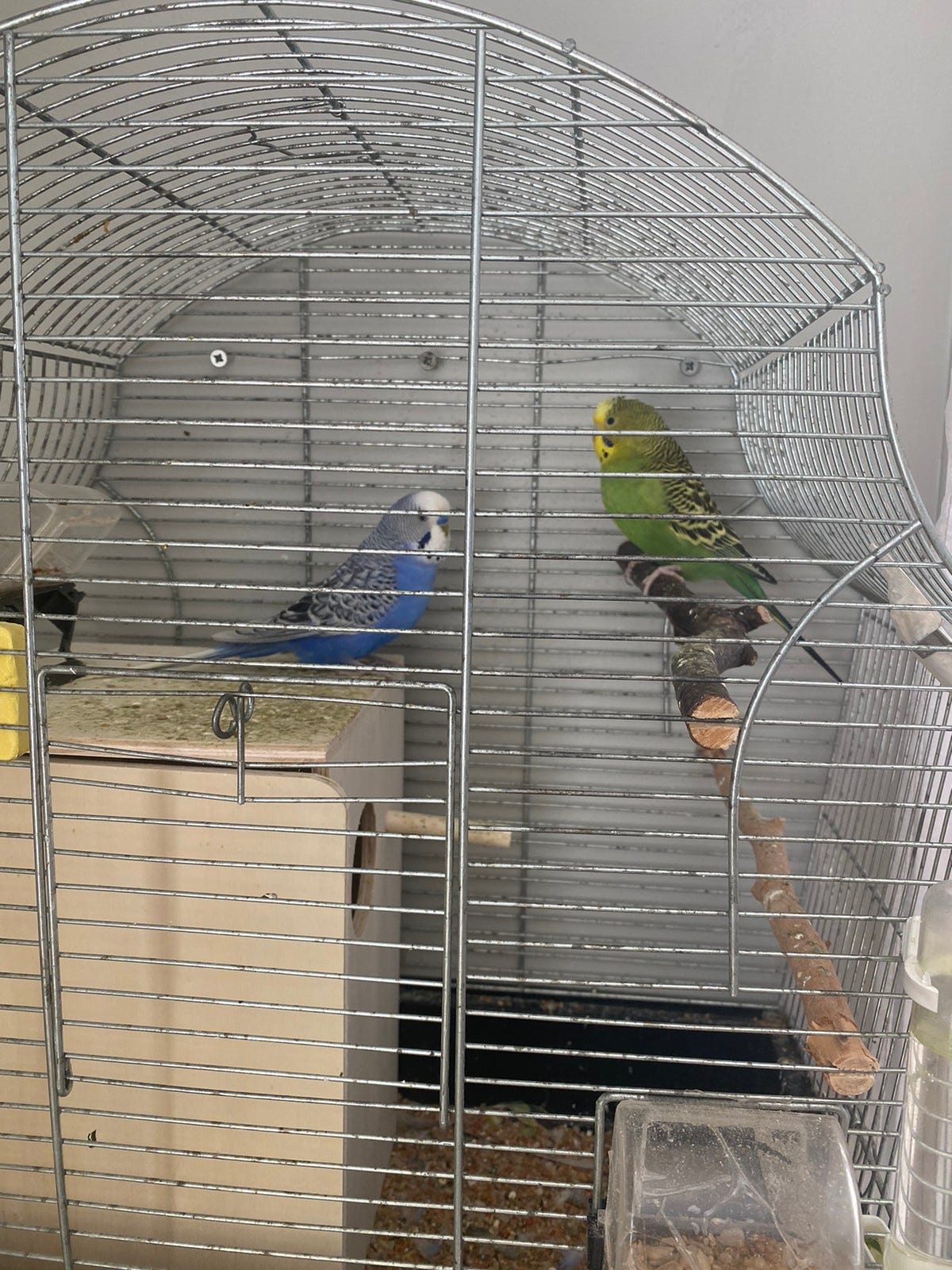 Undulater + et grei bur som bør byttes | FINN torget