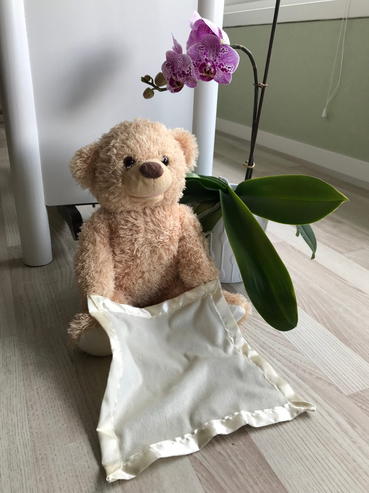 Peek-a-boo bamse | FINN-torget