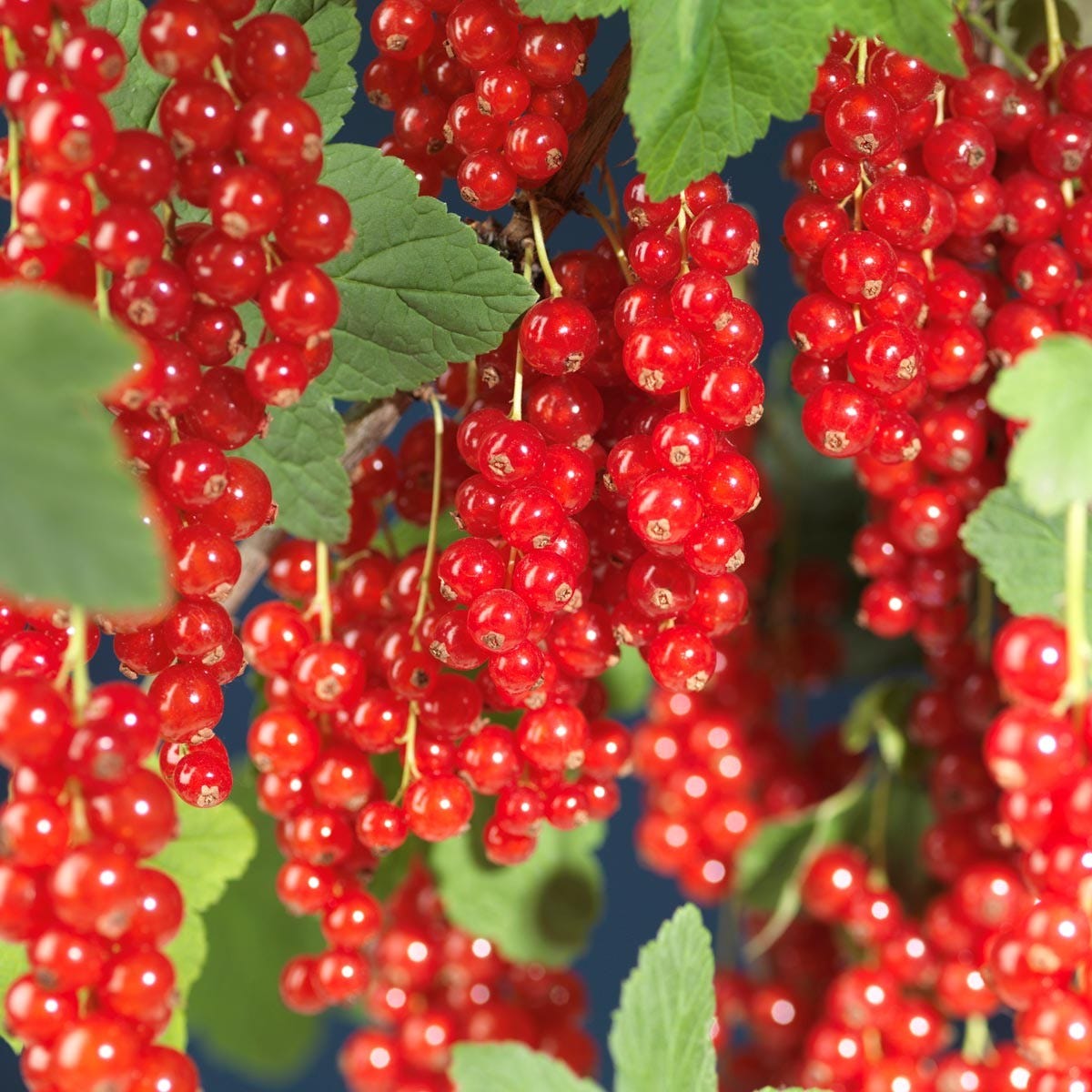 Ønsker å plukke ripsbær | FINN-torget