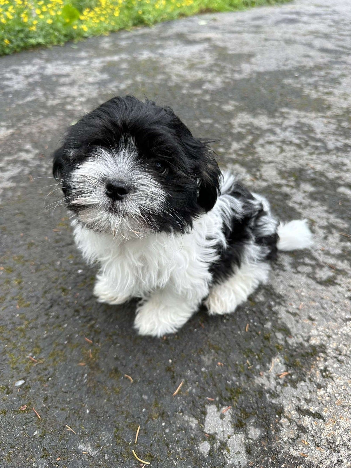 malshi valp | FINN torget