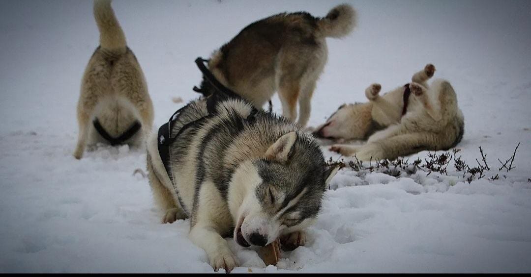 Huskyer søker gode hjem | FINN torget