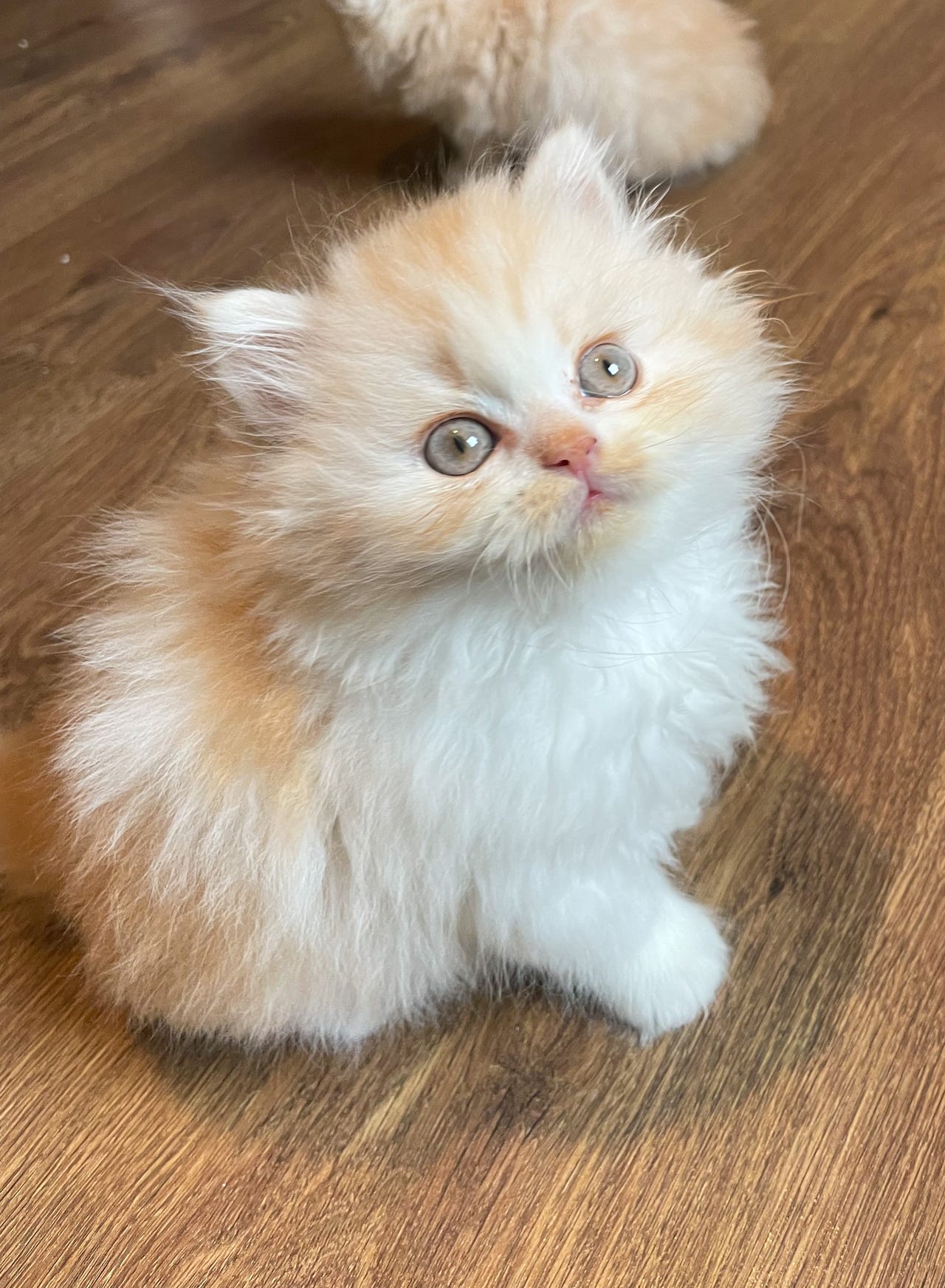 Britisk Langhåret kattunge frøken | FINN torget