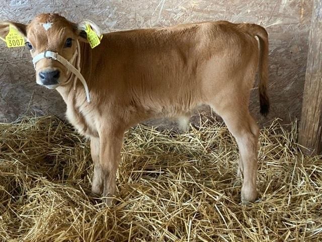 Oksekalv, Dølafe | FINN torget