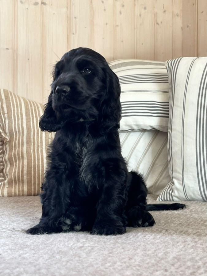 Engelsk cocker spaniel valper født 9/5. En sort hannhundervalp igjen ...