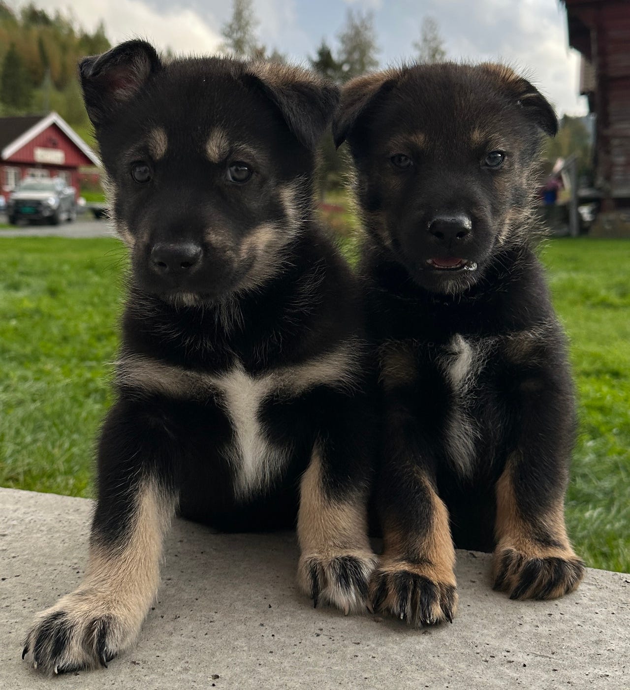 ALASKA HUSKY VALPER AV ALLER BESTE AVL - «FAMILIEAVL" | FINN-torget