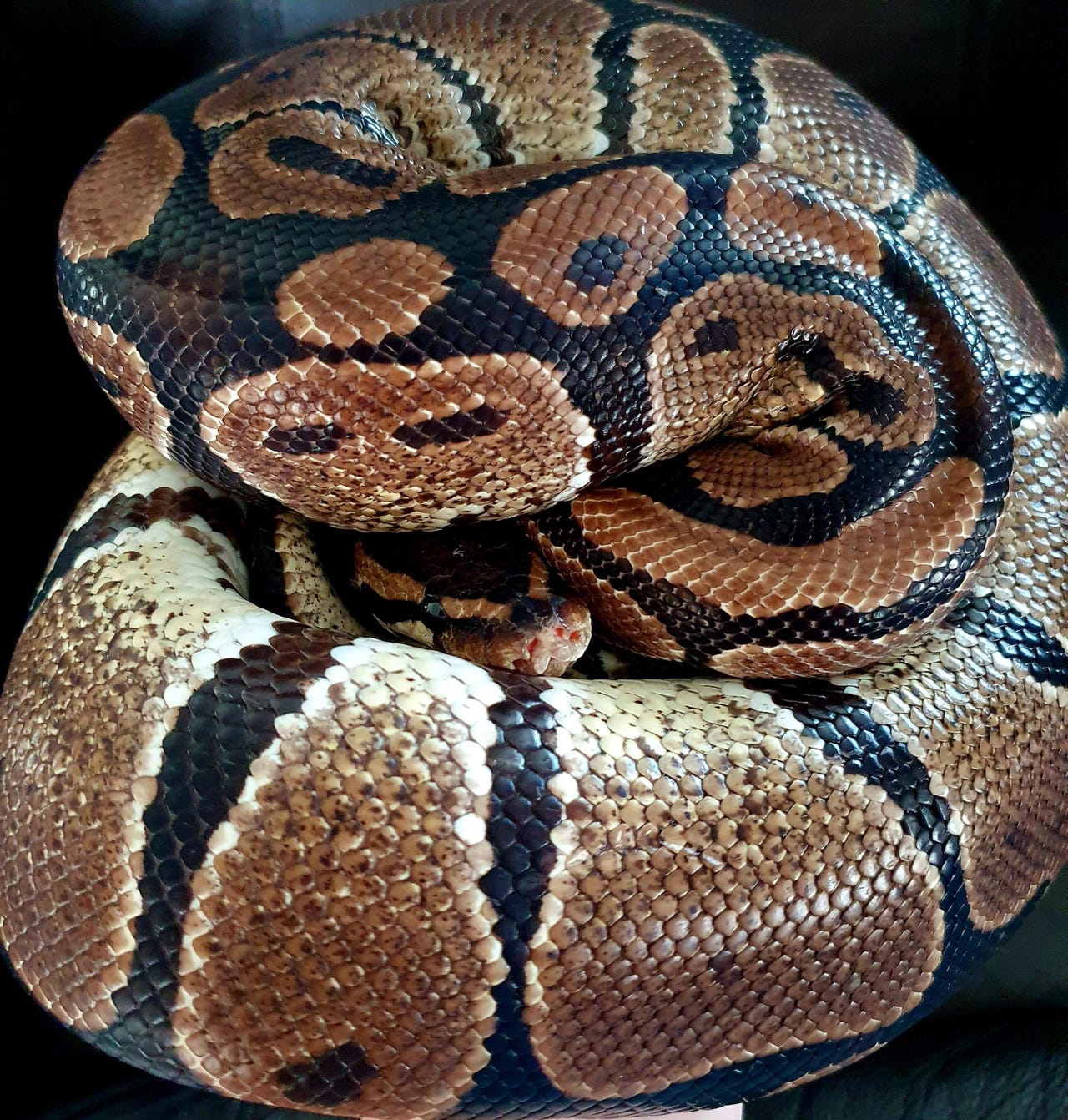 Kongepython / Python Regius | FINN torget