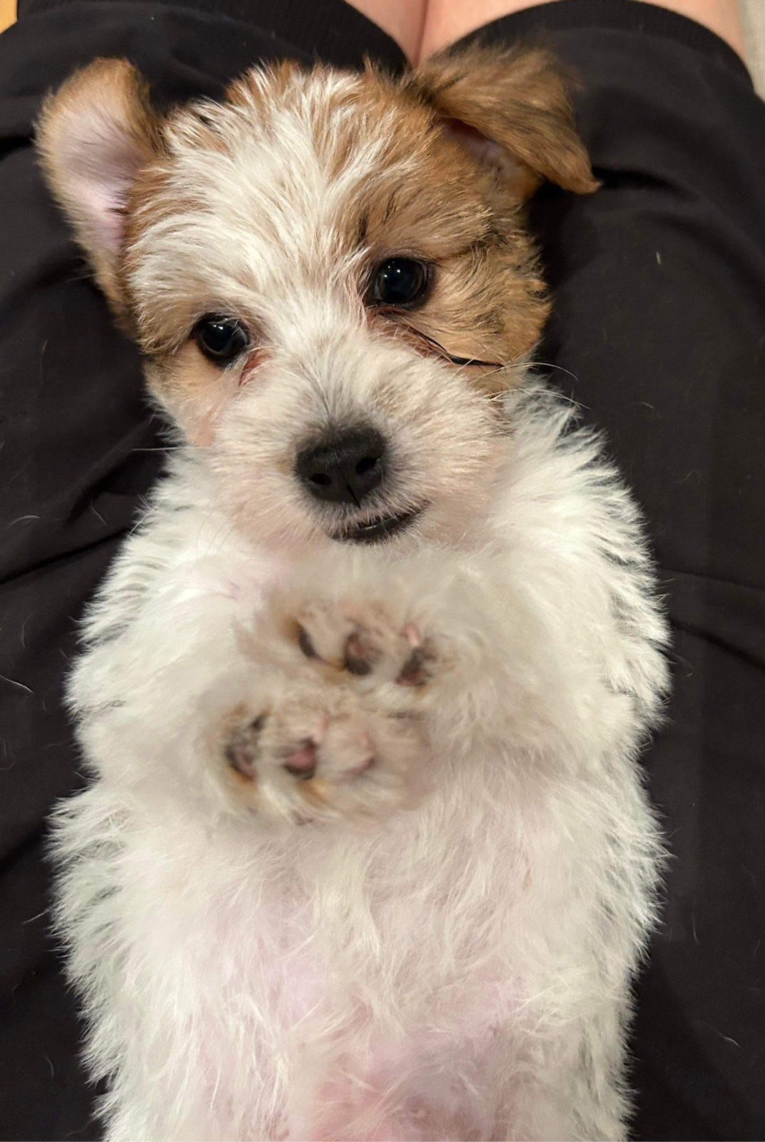 Leveringsklar Jack Russell tispe valp til salgs | FINN torget