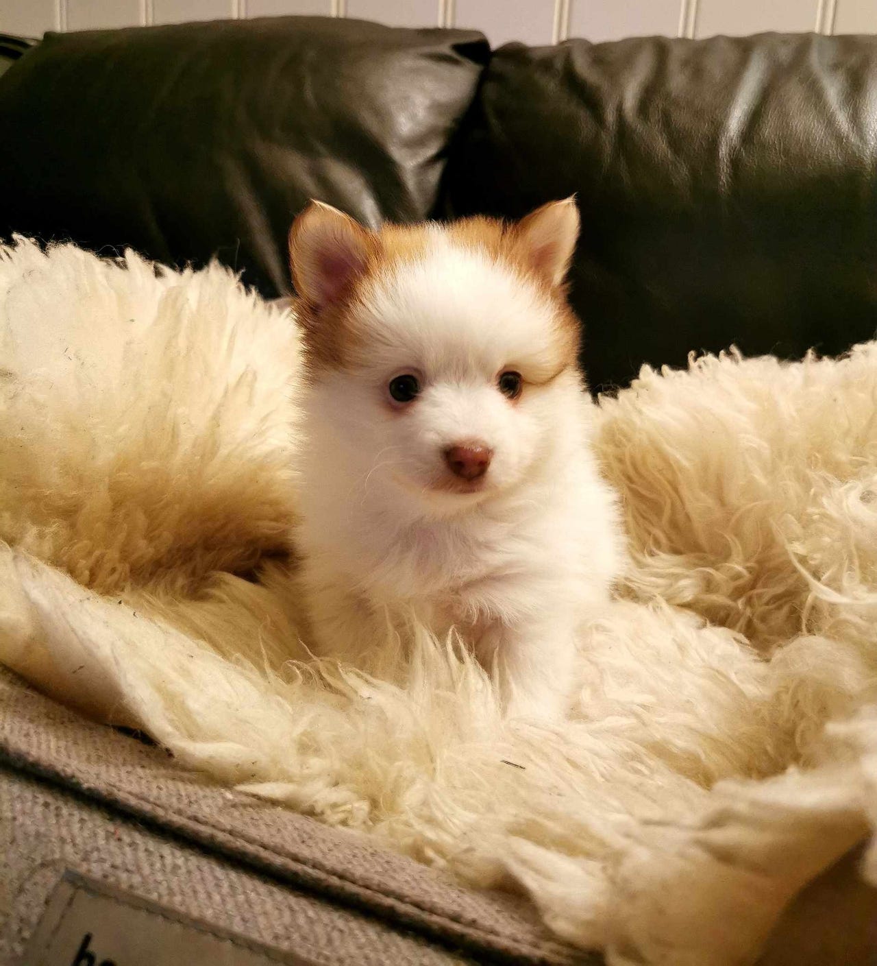 Pomeranian blandings valper til salgs | FINN torget