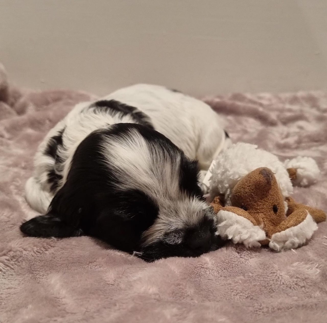 Cocker Spaniel-valper | FINN-torget