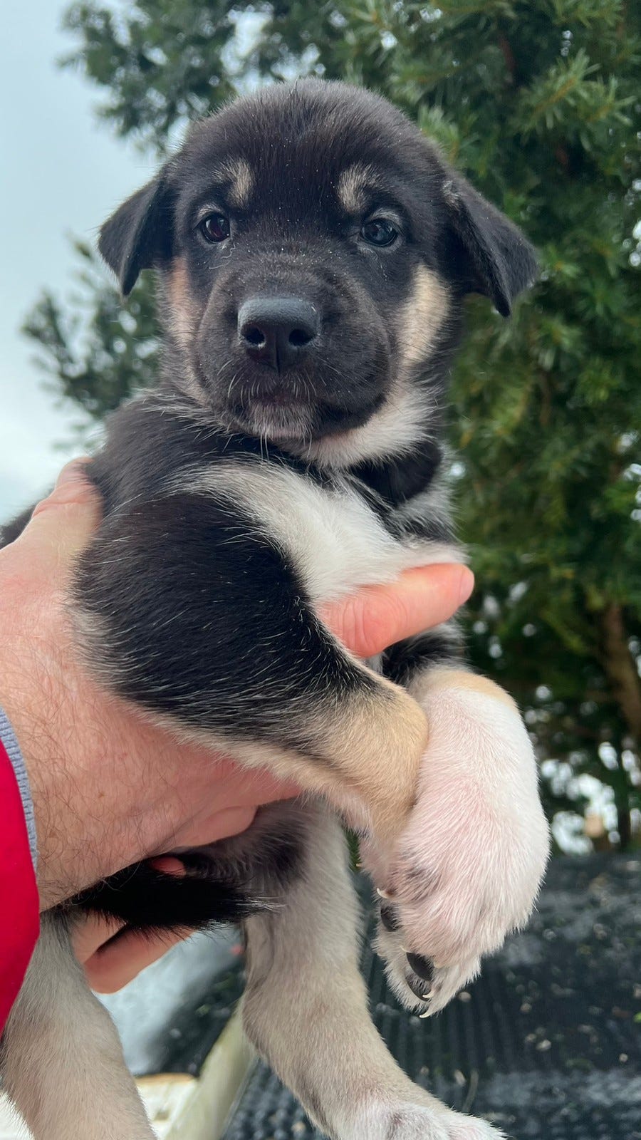 Alaska Husky valper | FINN torget