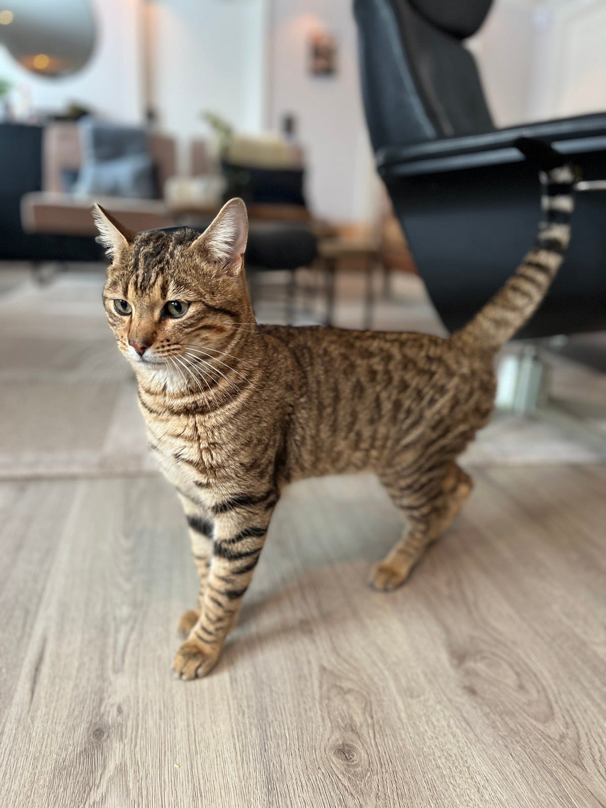 Halv Bengal hannkatt | FINN torget