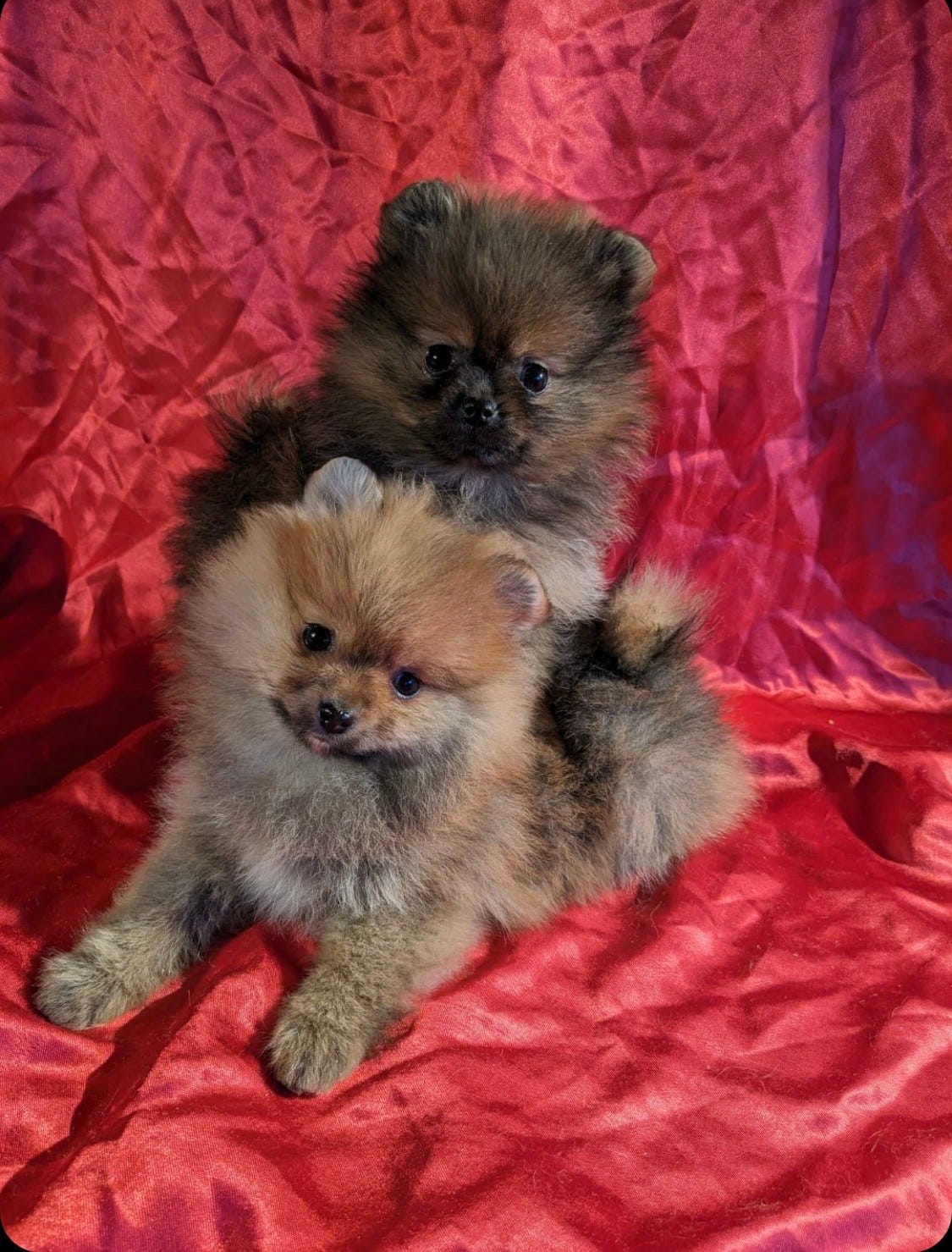 Flotte Pomeranian valper | FINN torget