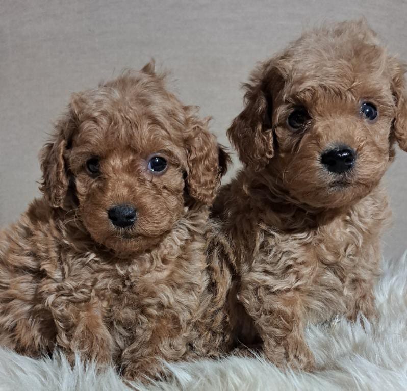 Nydelige puddel valper | FINN torget