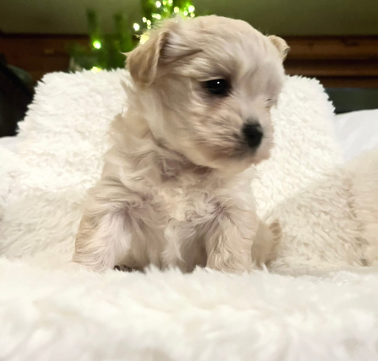 Elza - vakreste Maltipoo (Fb1) | FINN torget