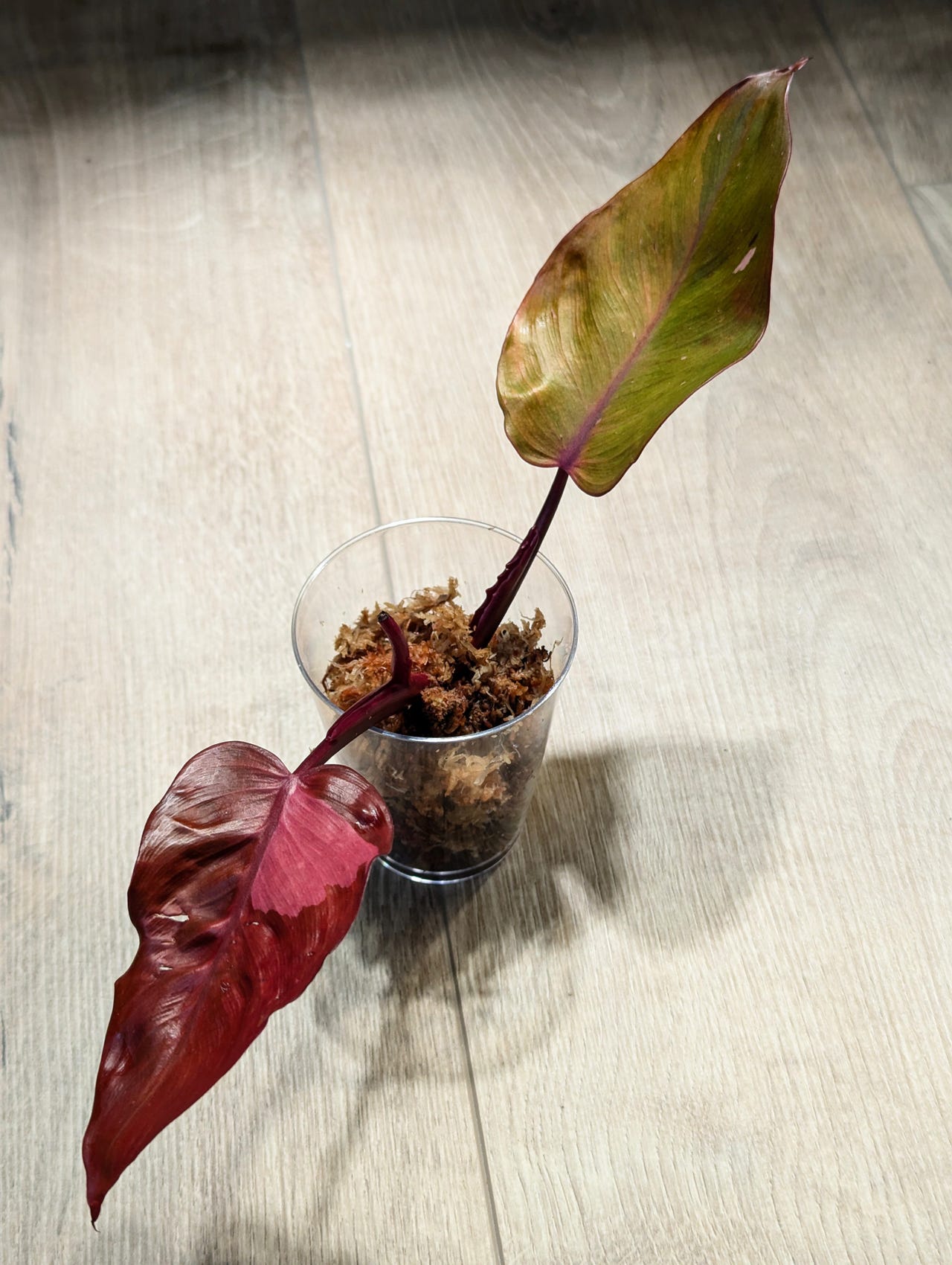Philodendron Persimmon Princess Variegata | FINN torget