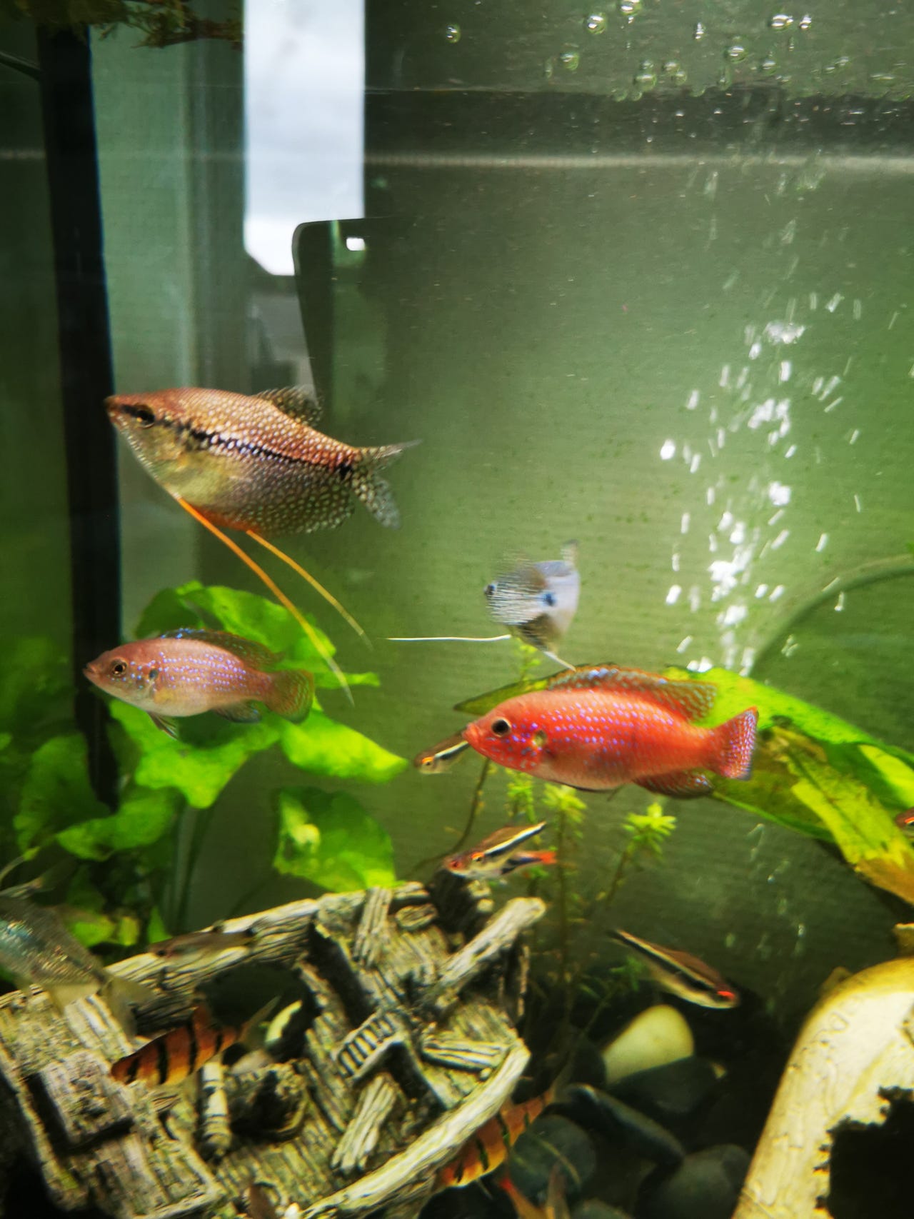 Jewel fisk / African cichlid / Ruby red cichlid | FINN-torget