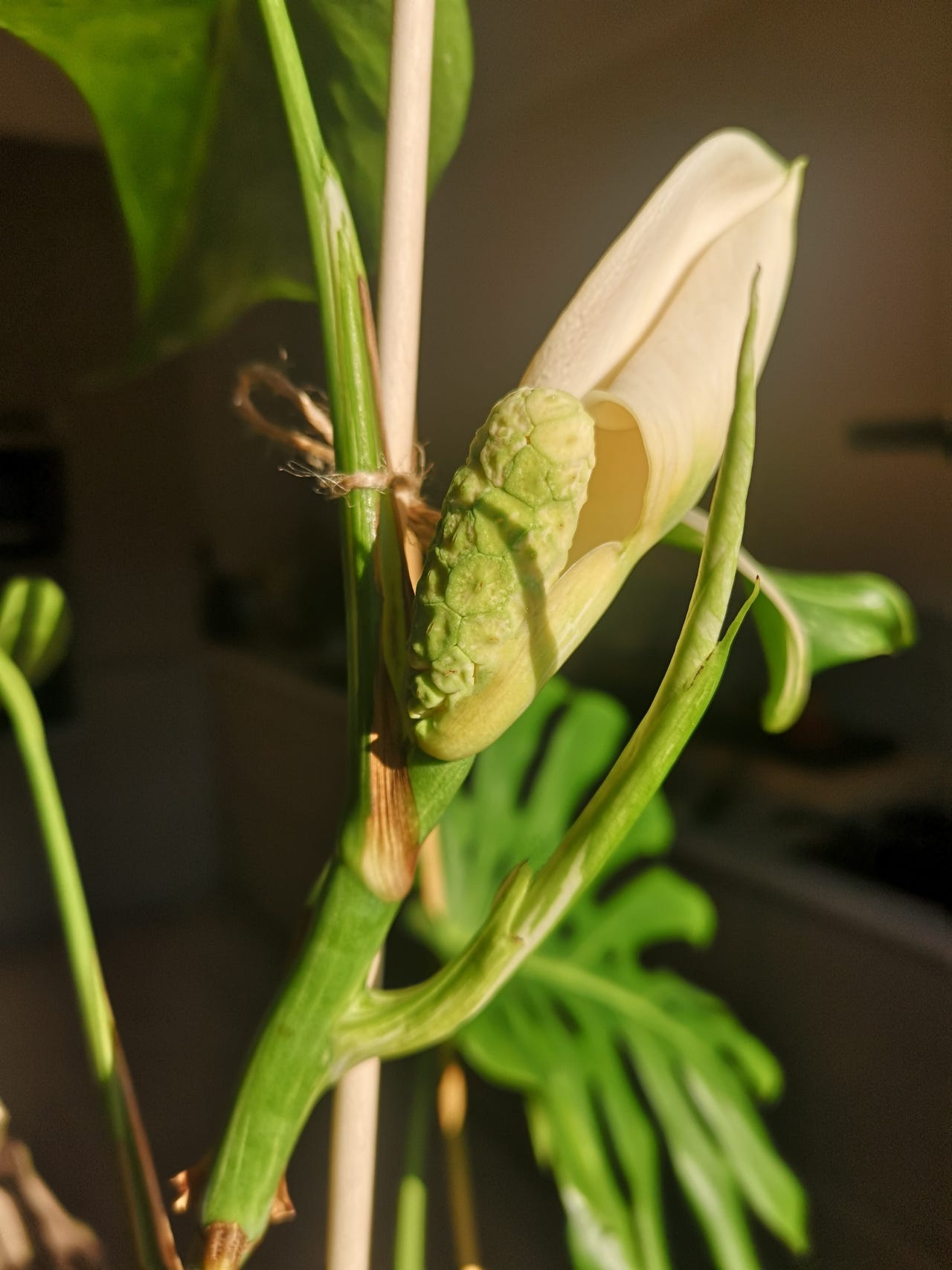 Monstera Variegata med FRUKT | FINN torget