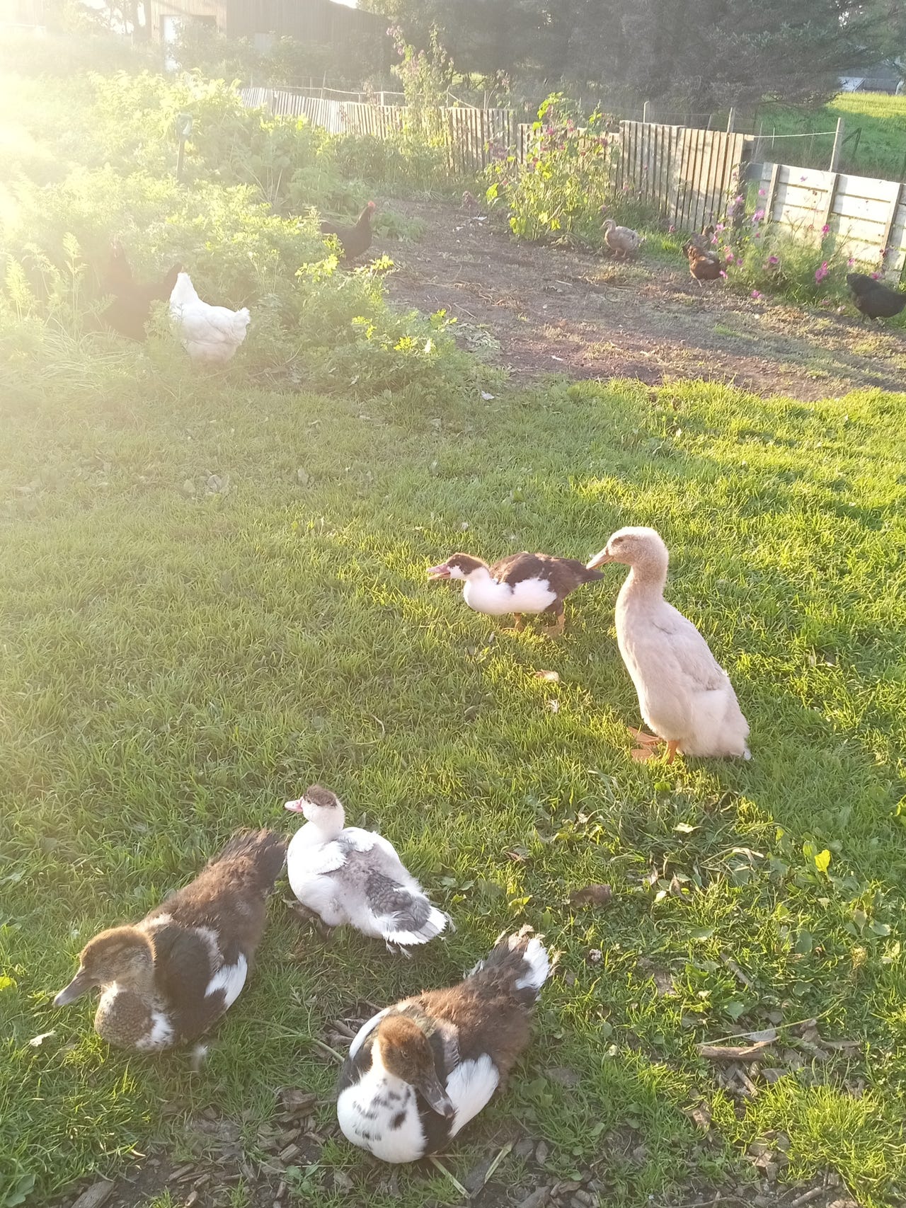 Moskusand, andrikk, Kakhi Campbell andrikker og haner for salg | FINN ...