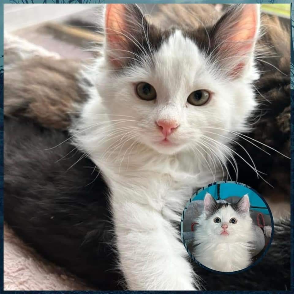 Gaute Grav fra Moss og Omegn Dyrebeskyttelse | FINN torget