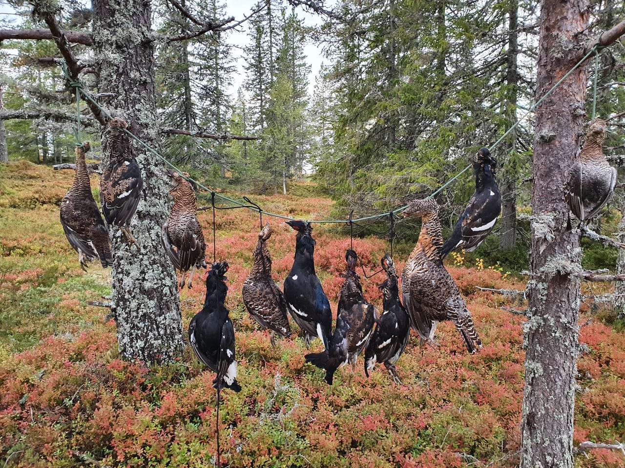 Viltkjøtt av storfugl, orrfugl og rype | FINN-torget