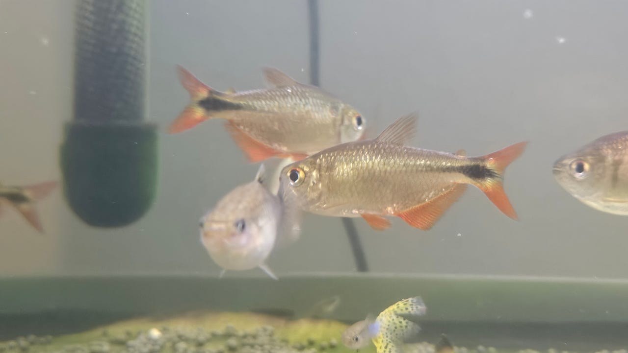 Tetra fisk | FINN torget