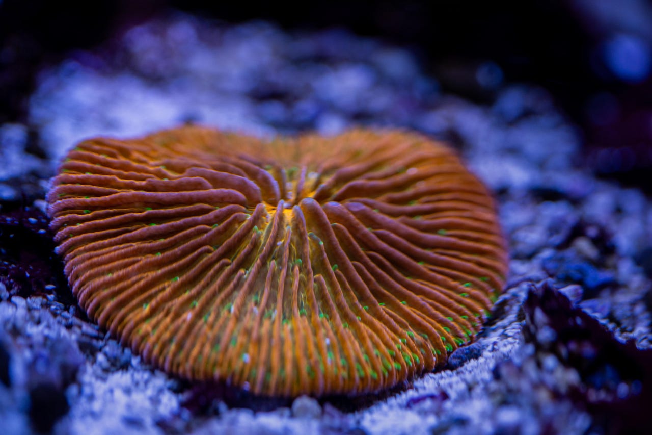 Fungia Sp. | FINN-torget