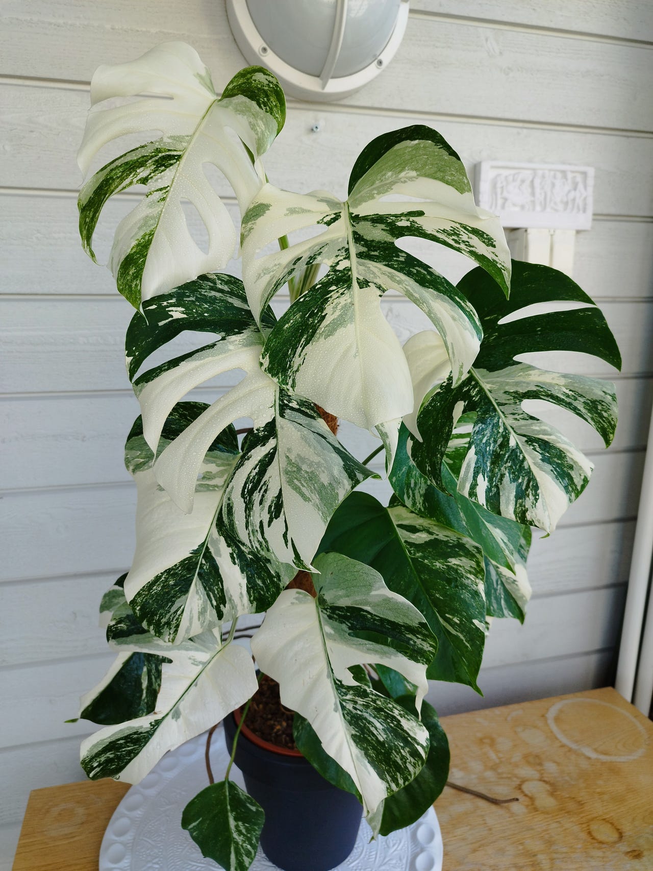 Monstera Albo Variegata Mint Half Moon - Plant-ready Cuttings | FINN-torget