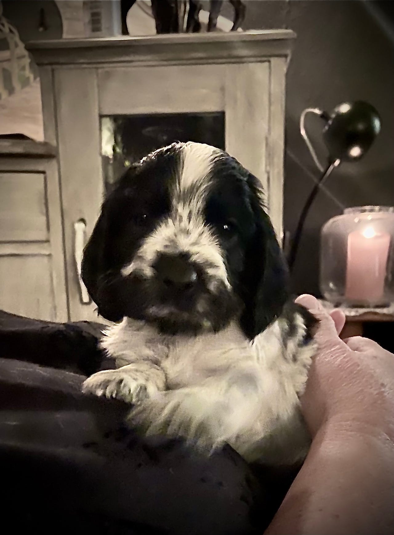 Cocker spaniel valper | FINN-torget