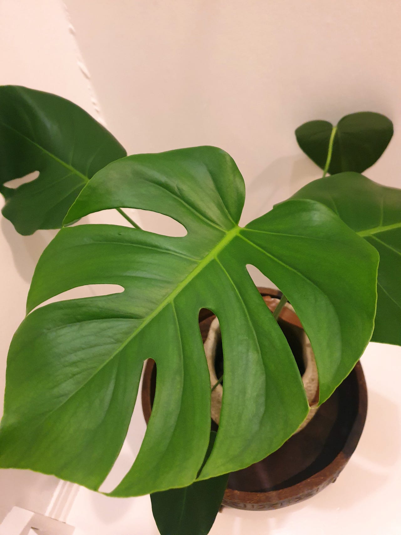 Flotte Monstera planter 'Big form' | FINN torget