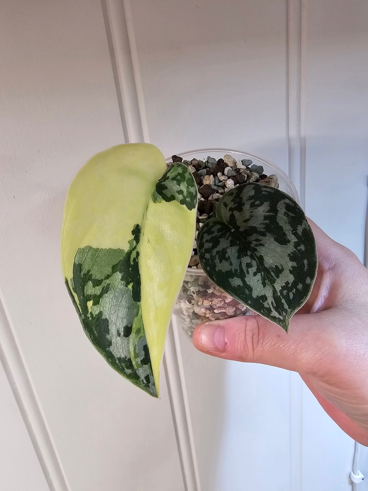 Scindapsus Pictus Mayari variegata | FINN torget