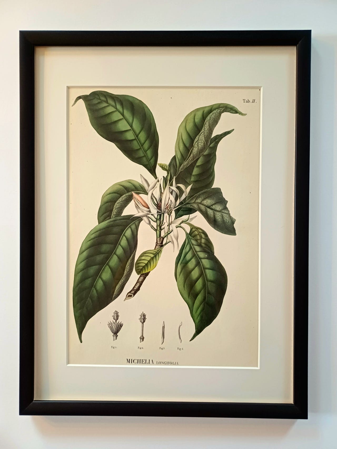 Antikke botaniske trykk | FINN-torget