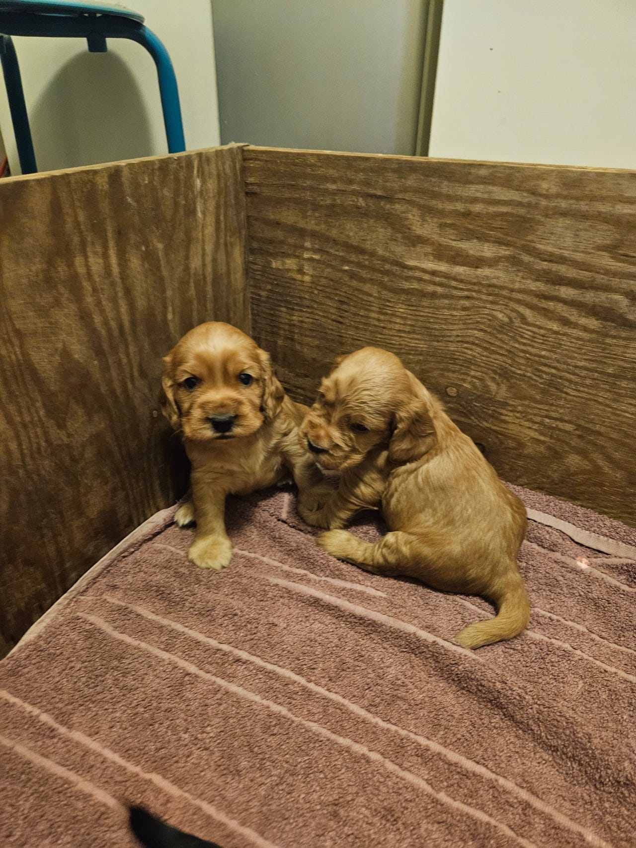 Engelsk cocker spaniel valper født 6/10 | FINN-torget