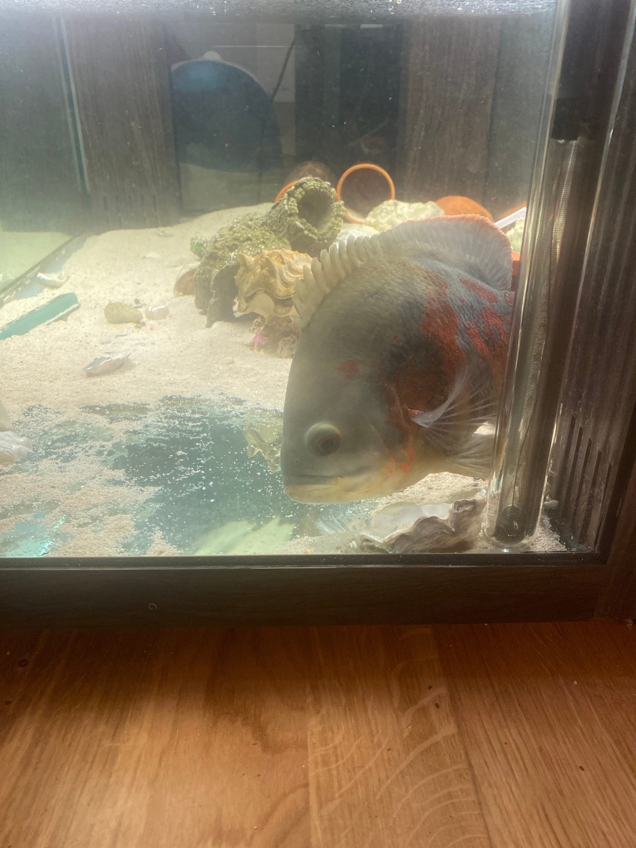 Flott (Oscar fisk) | FINN-torget