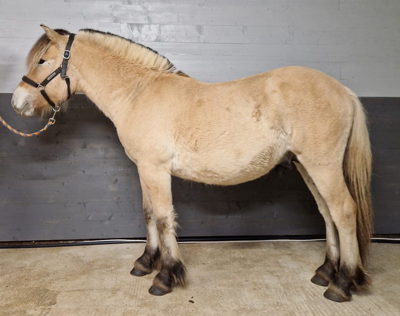 Fremtidig stjerne🌟 Fjordhest med spennende stamme | FINN-torget