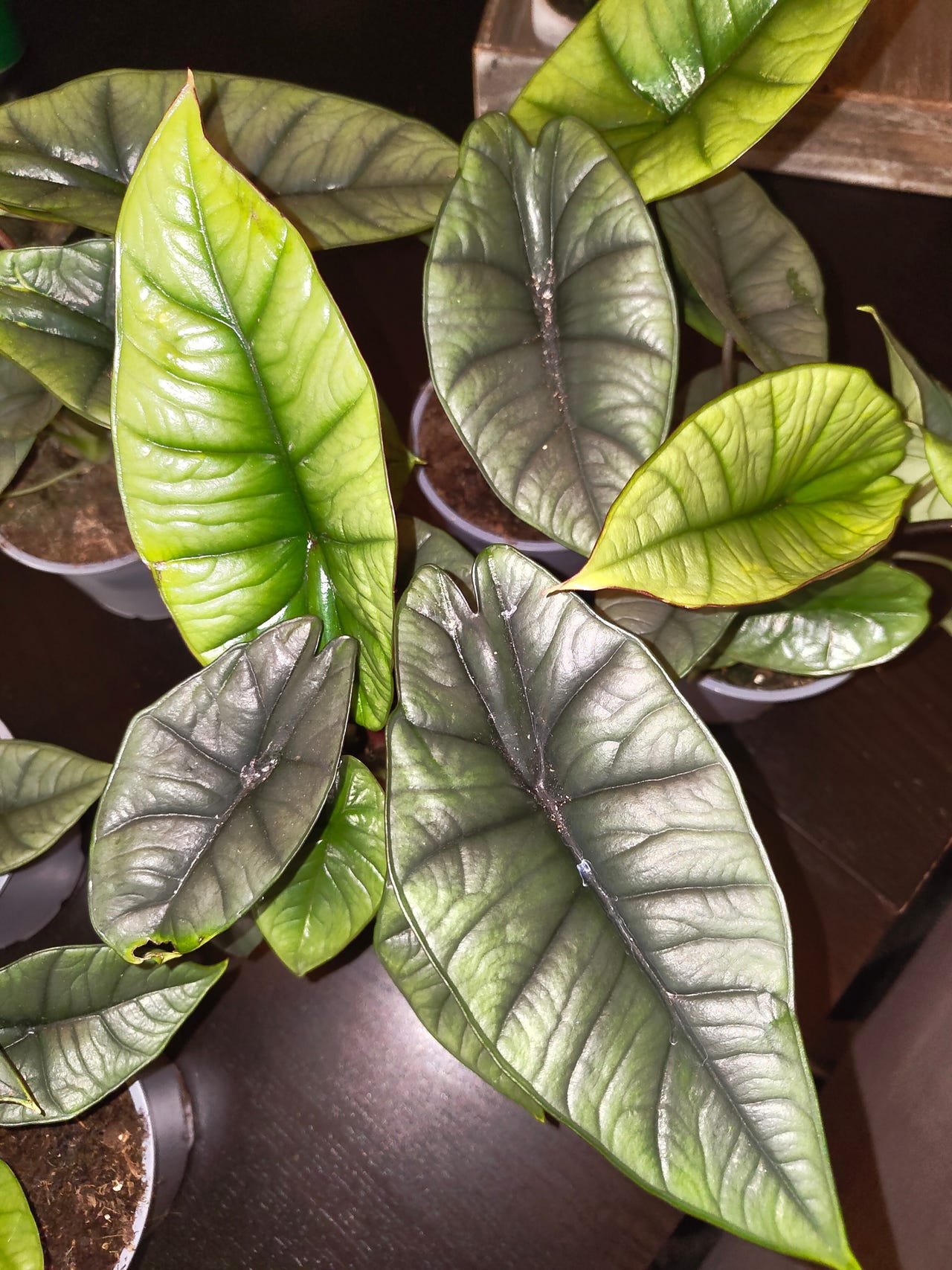 Alocasia platinum/bisma | FINN-torget