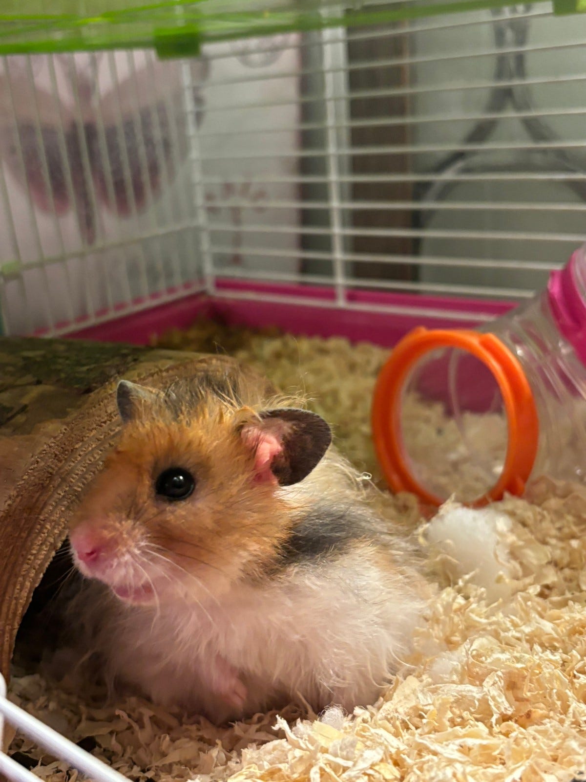 Hamster med bur | FINN torget