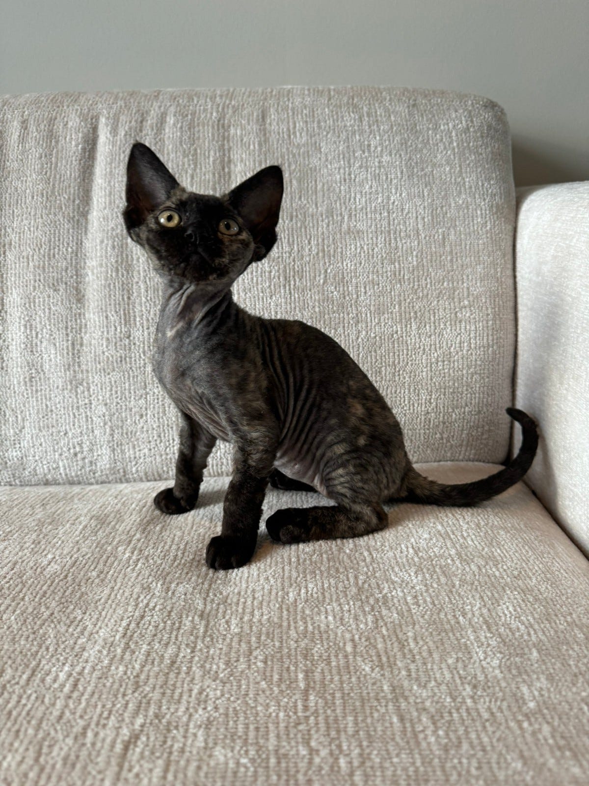 Devon rex kattunge | FINN-torget