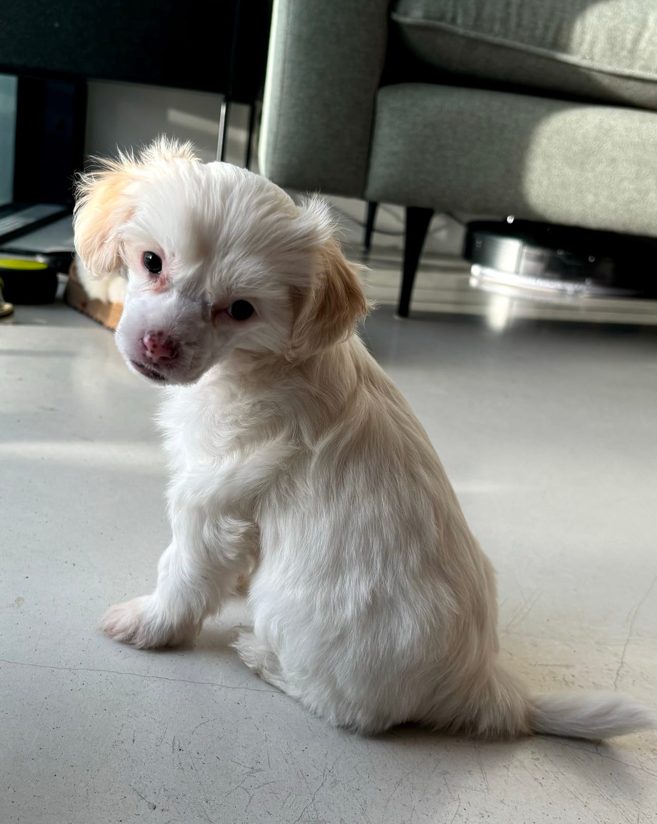 Supersøt liten Chinese crested Power Puff jente. Snart leveringsklar ...