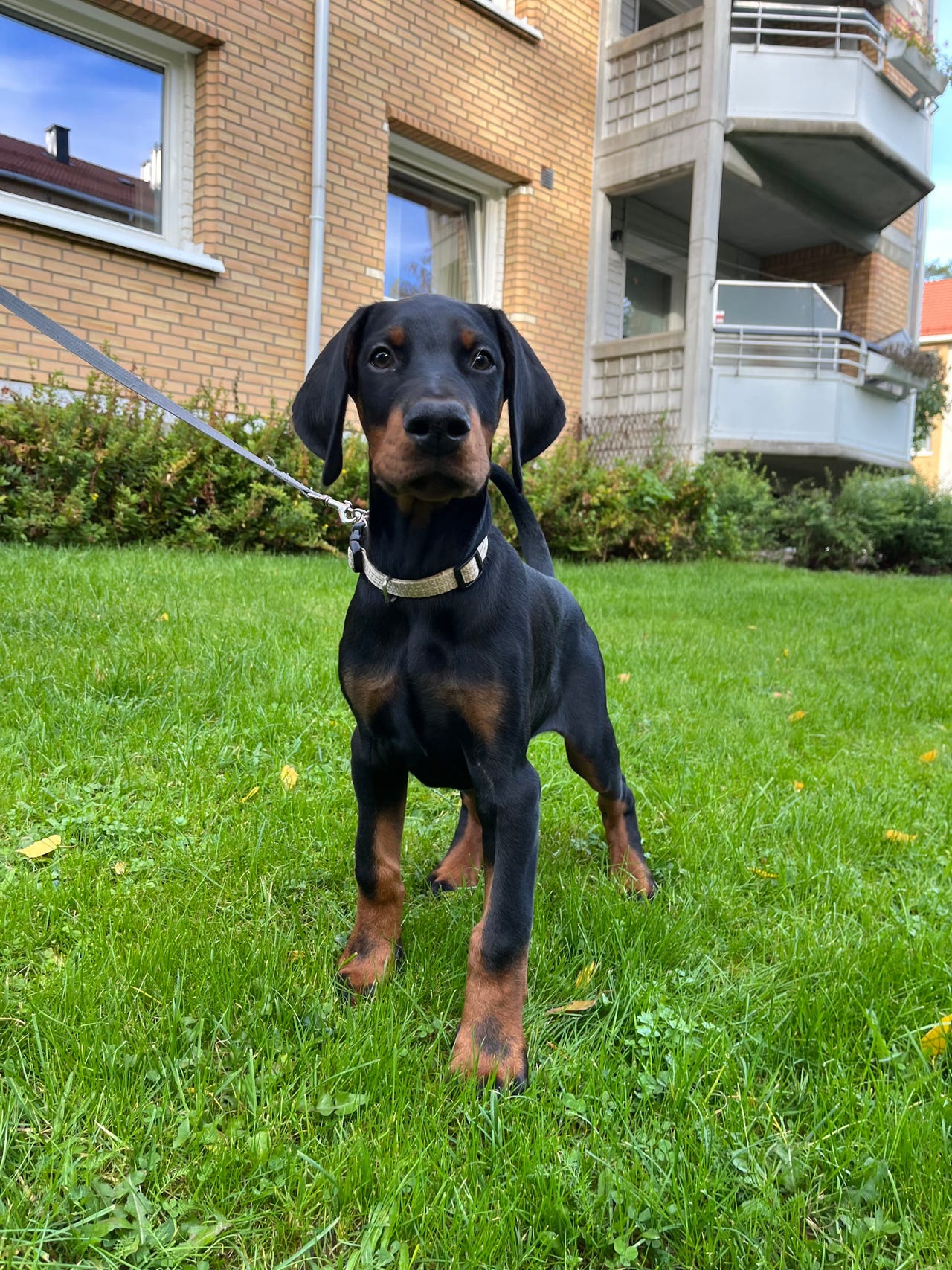 Dobermann valp (4 mnd) vurderes omplassert | FINN-torget