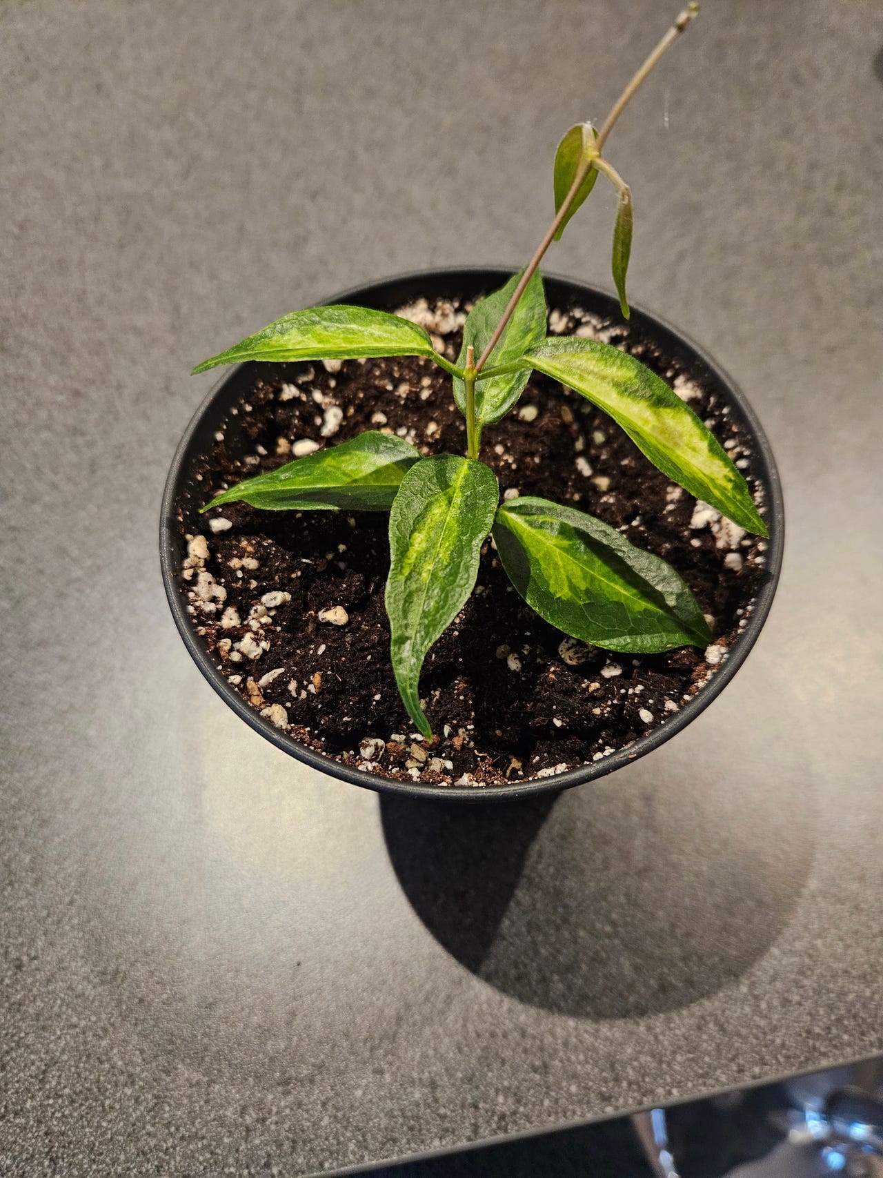 Selger liten Hoya dennisii 'Frida' | FINN-torget
