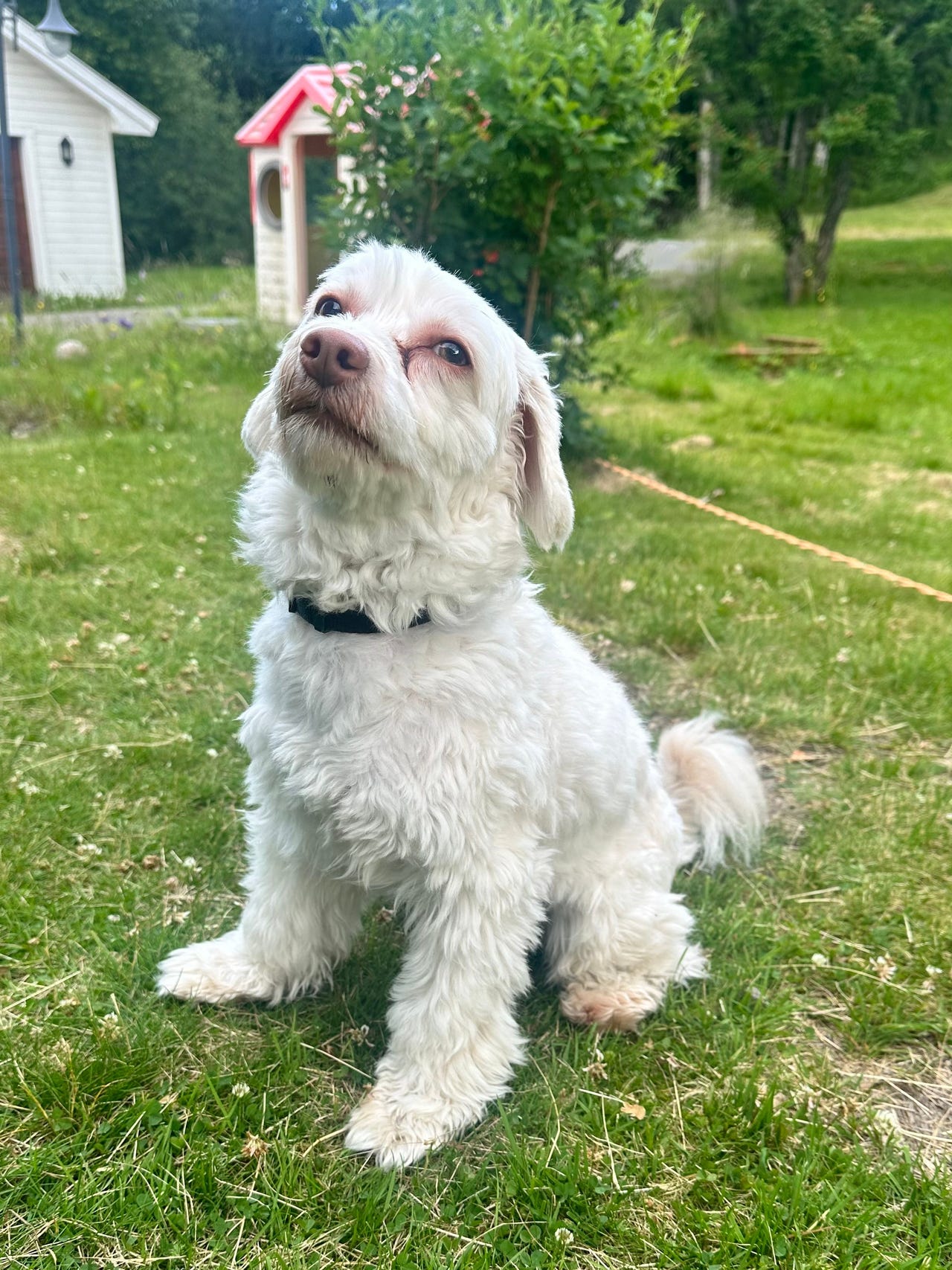 Chinese crested vurderes omplassert | FINN-torget