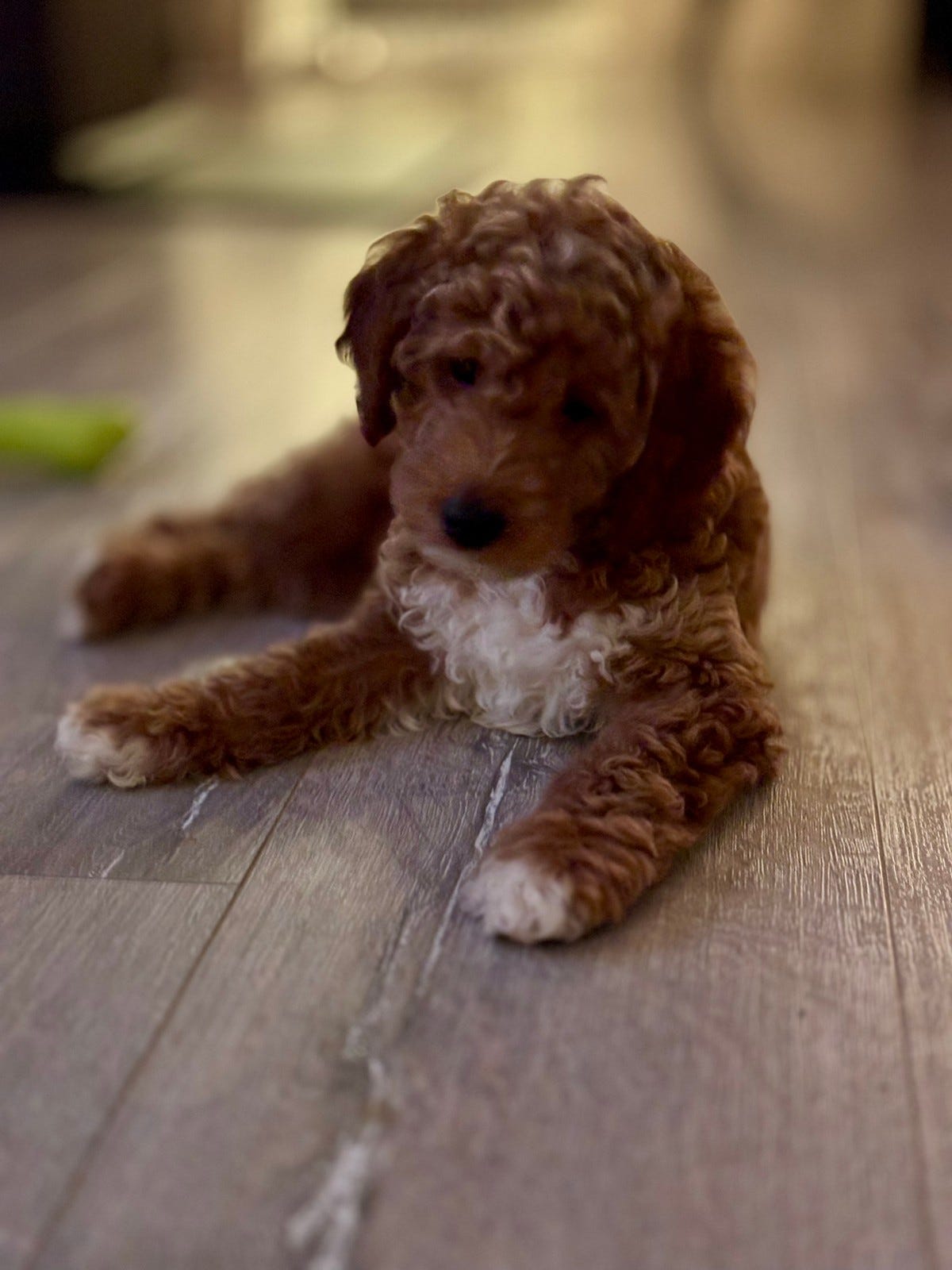 Nydelige orginal labradoodle valper,mini/medium | FINN-torget