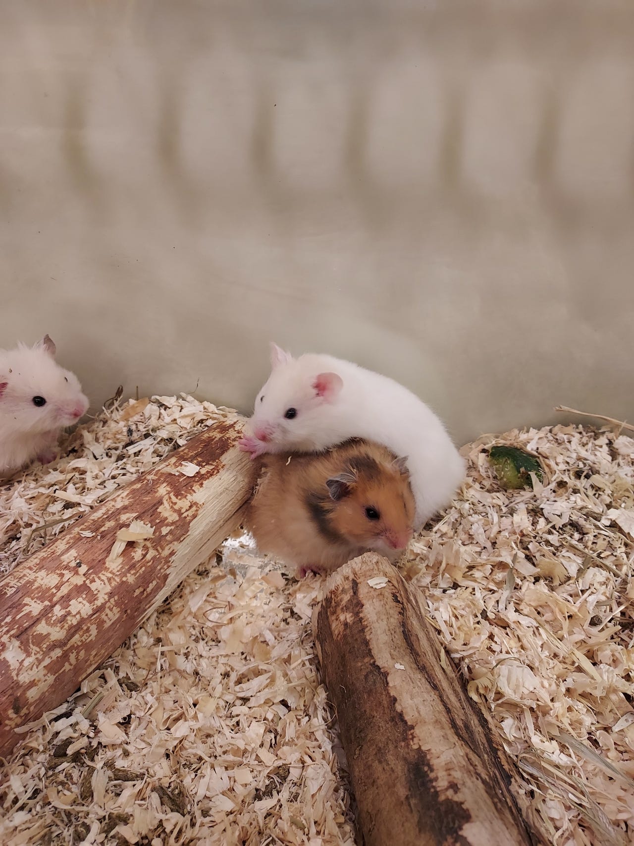 Syrisk gullhamster | FINN-torget