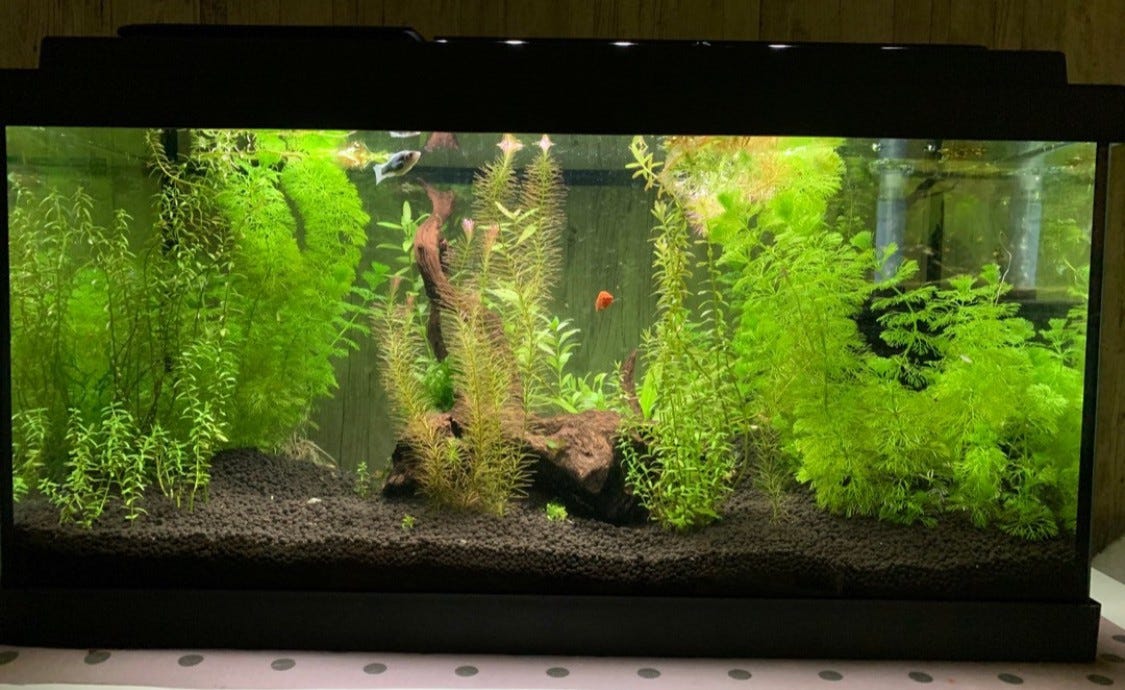 55L akvarium med alt inni! | FINN-torget