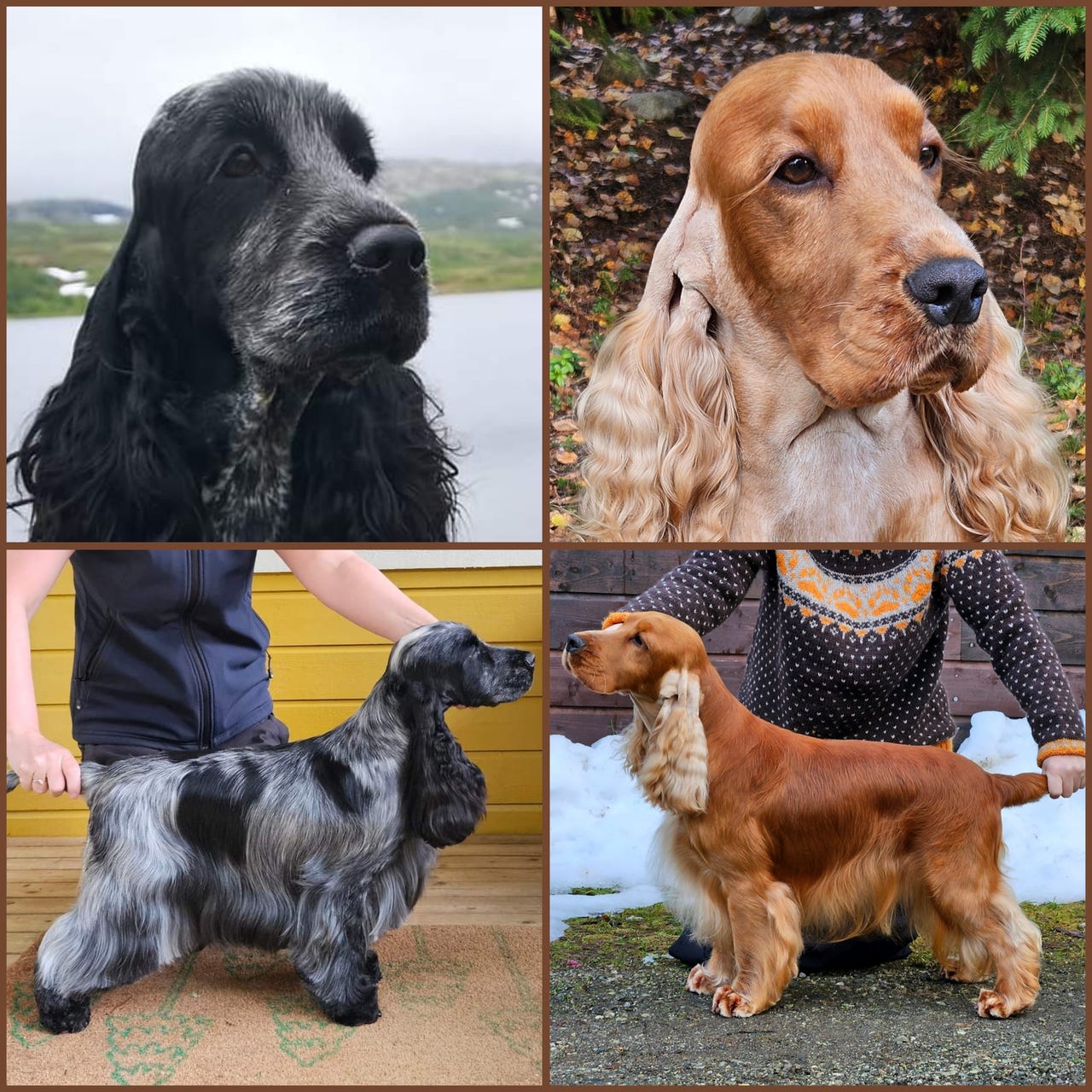 Engelsk cocker spaniel valper | FINN-torget