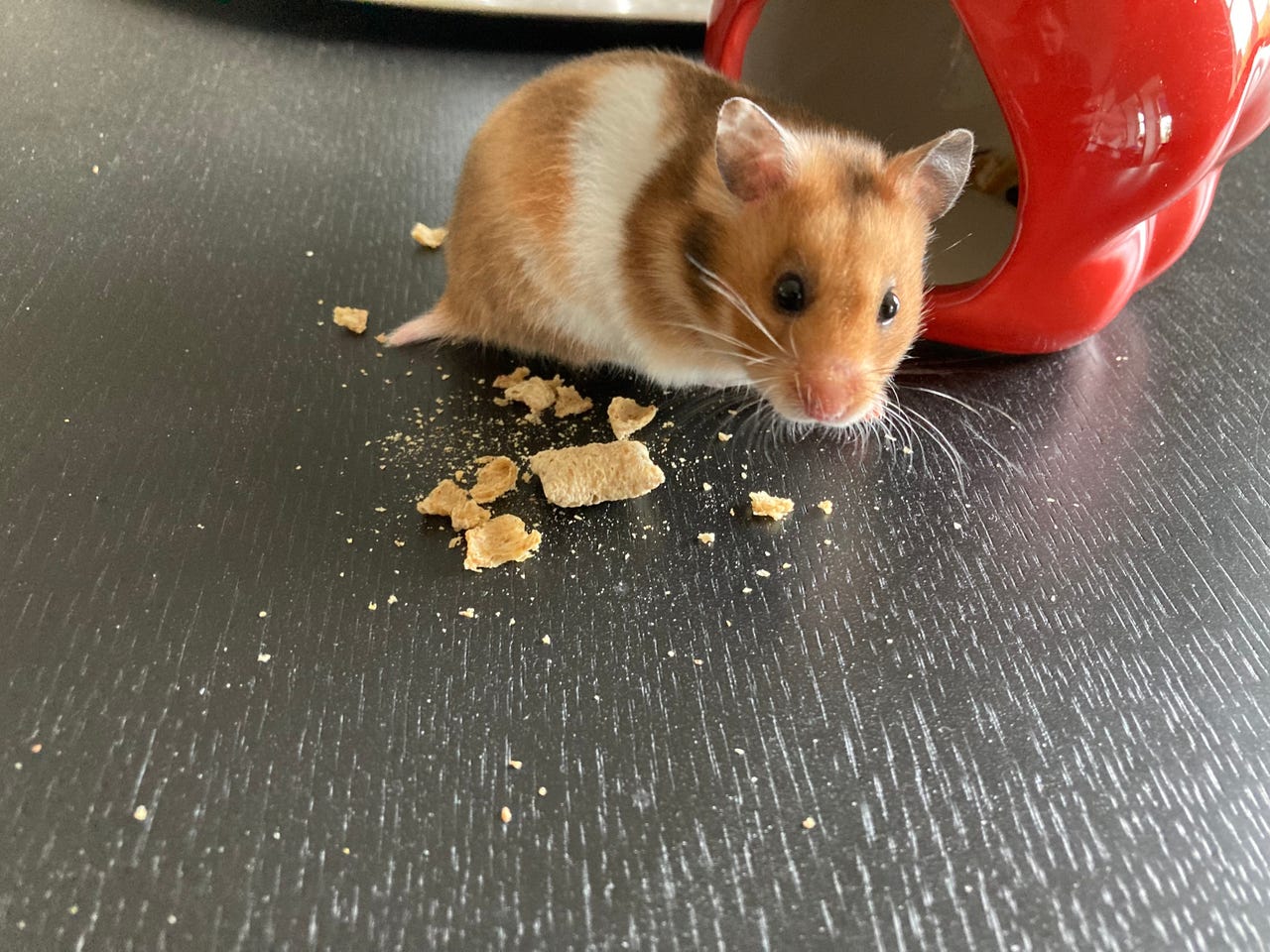 Hamster trenger nytt hjem | FINN-torget