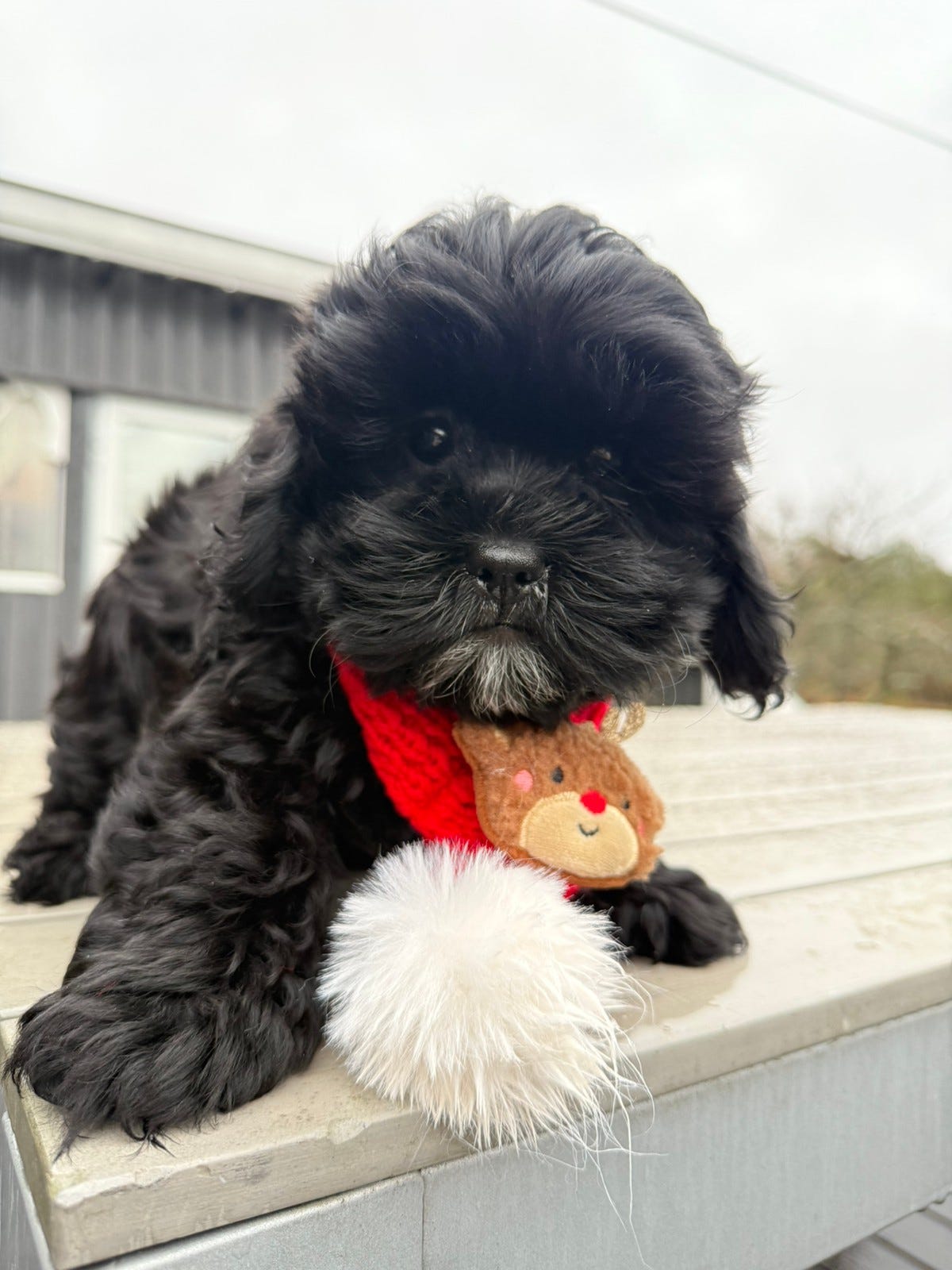 ️RESEVERT ️ Shih-poo (shi-tzu/toy puddel) hanhund🐶 | FINN-torget