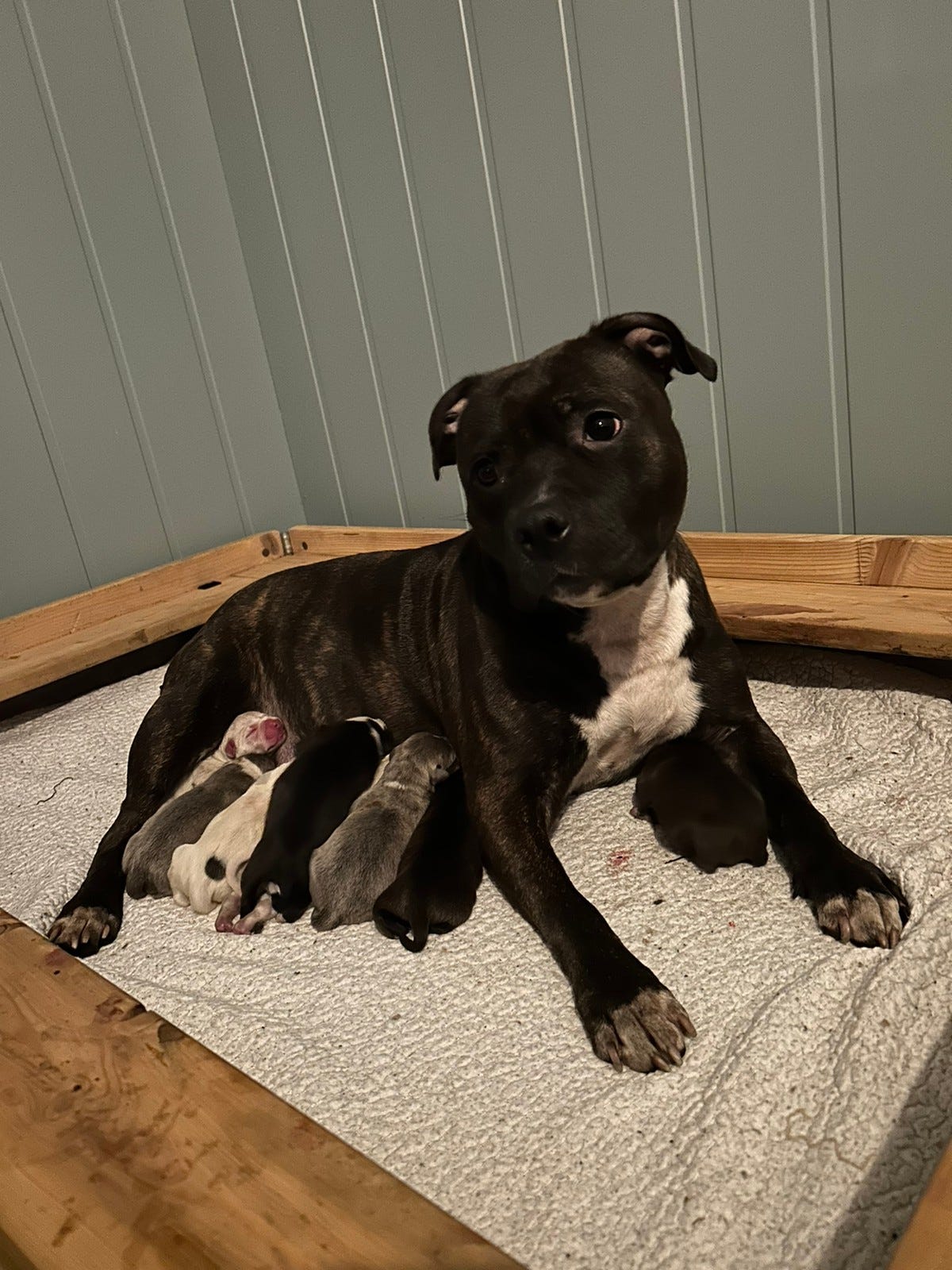 Staffordshire bull terrier valper | FINN-torget